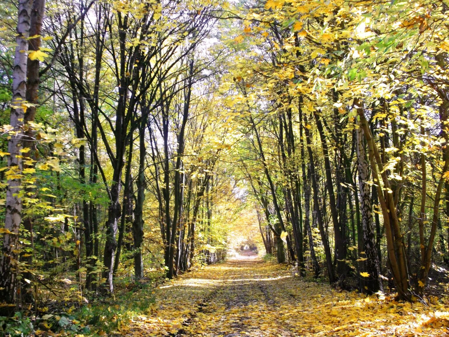 Pferdegestütztes und naturnahes Coaching in Rangsdorf – lass dich ein ...